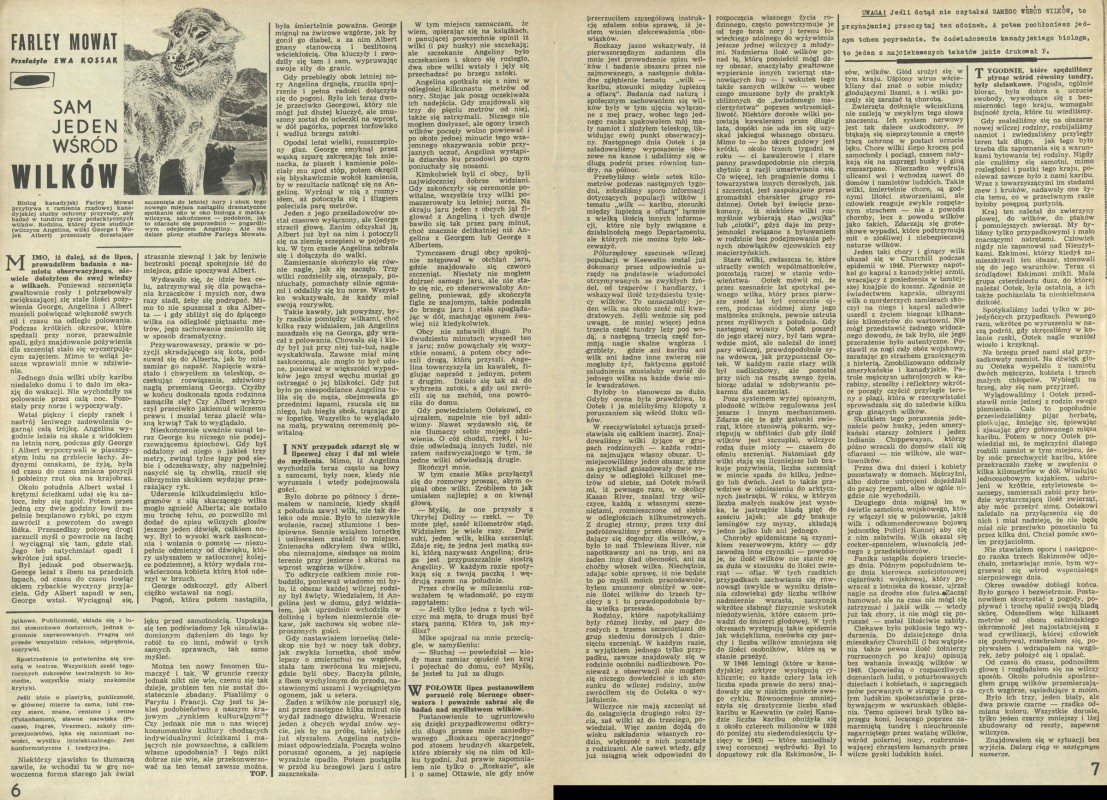 Sam jeden wśród wilków (7 stycznia 1968) - Archiwum - Kwartalnik Przekrój