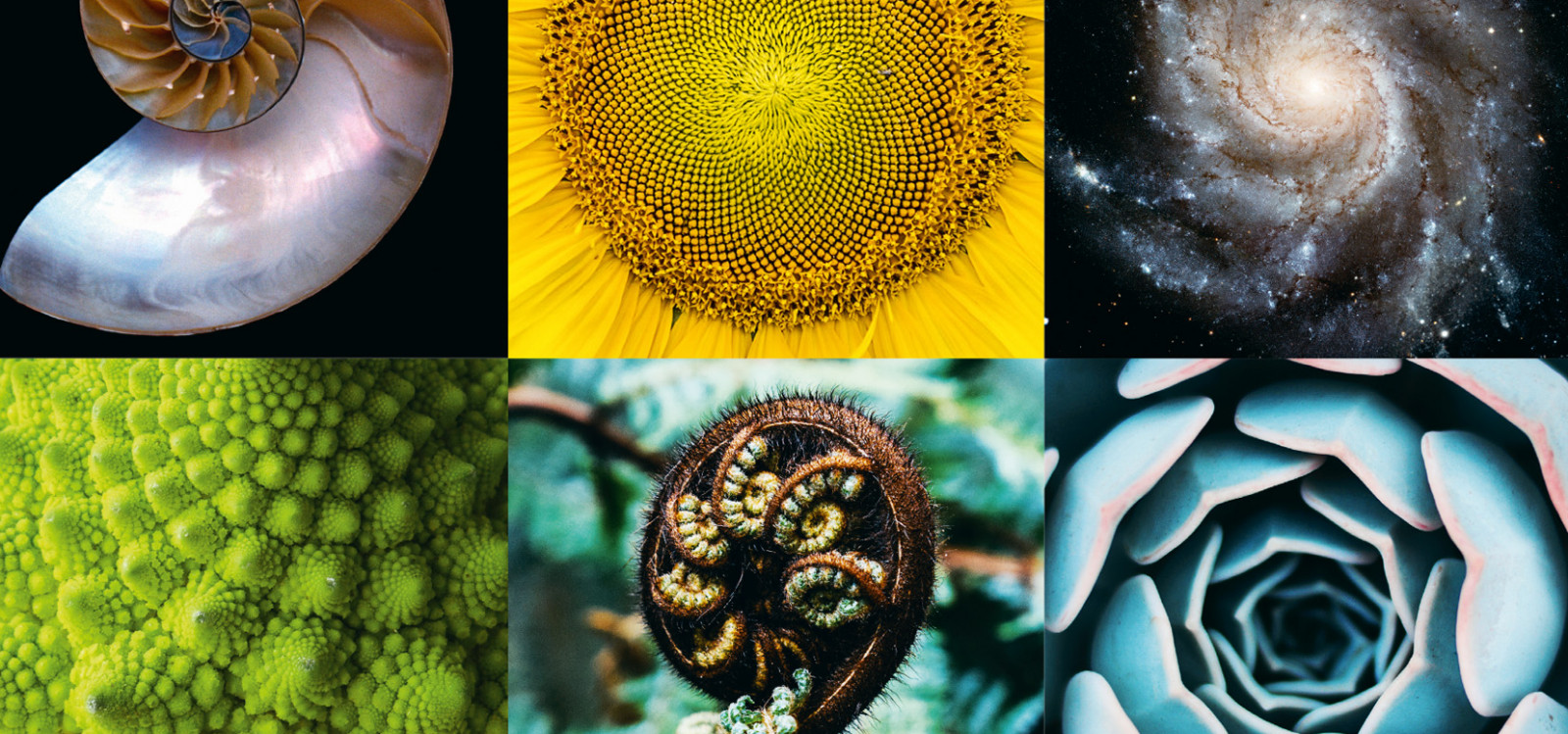 Explainer: what are fractals? - Przekrój Magazine